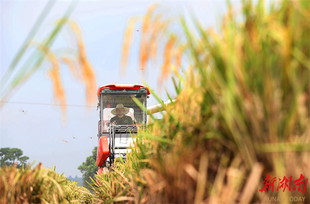 Des agriculteurs s'affairent à récolter le riz au début de l'automne