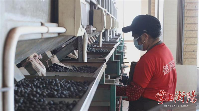 Deux produits du Hunan obtiennent la certification de l'Indication ...